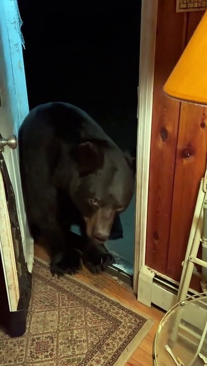 Mr. Doorman Scratches Before Closing Door - video Dailymotion