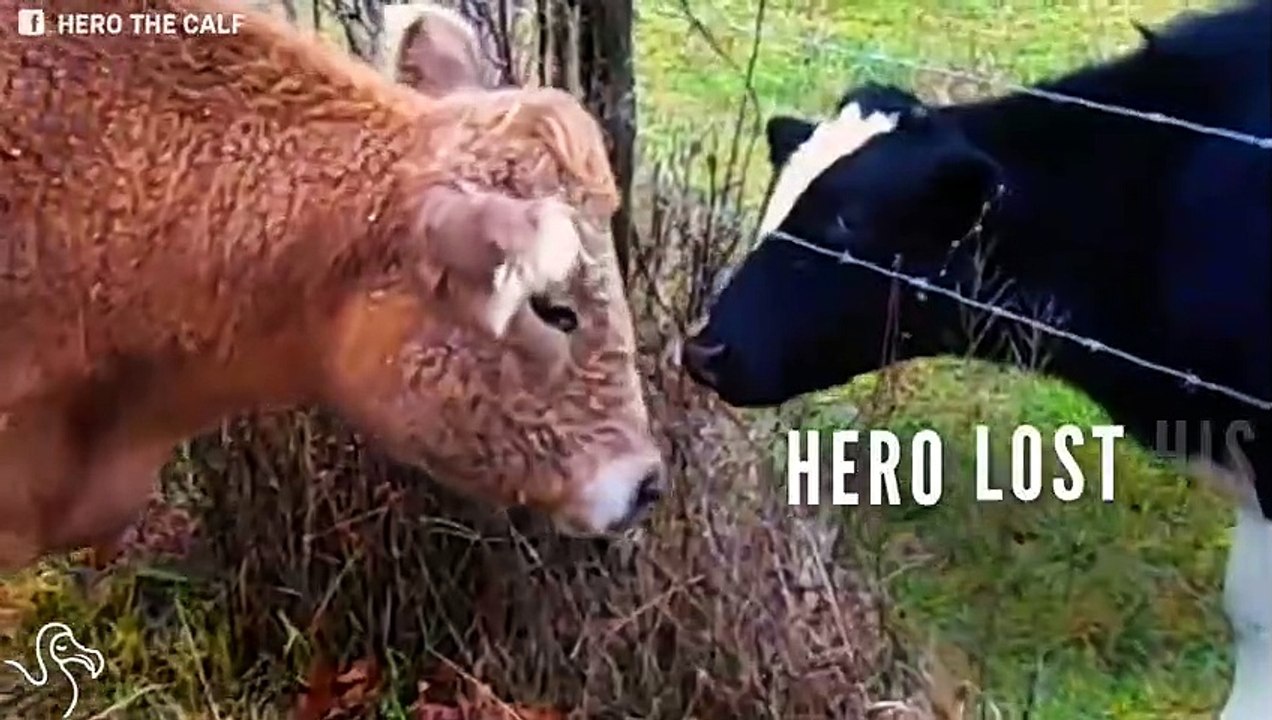 Cow Runs And Plays On His Prosthetic Legs - video Dailymotion