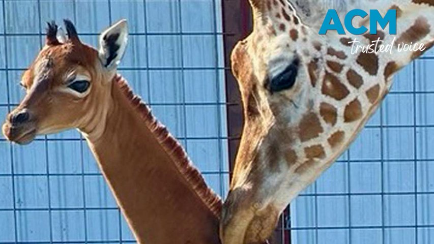 Adorable rare spotless giraffe born in U.S. zoo | Western Advocate ...