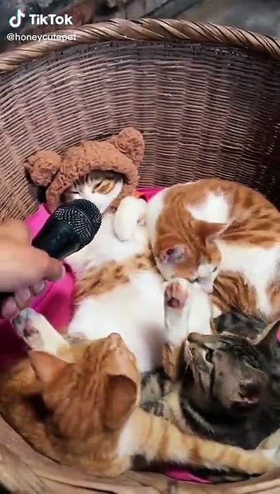 Funny _ Cute Cats Compilation (TikTok) _shorts --(720P_HD) - video ...