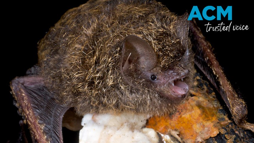 Thumb-sized bat wins Aussie mammal of the year | The Standard ...