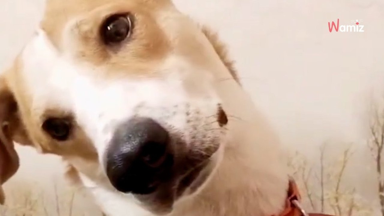 Un chien écoute une conversation au téléphone et une voix le surprend ...
