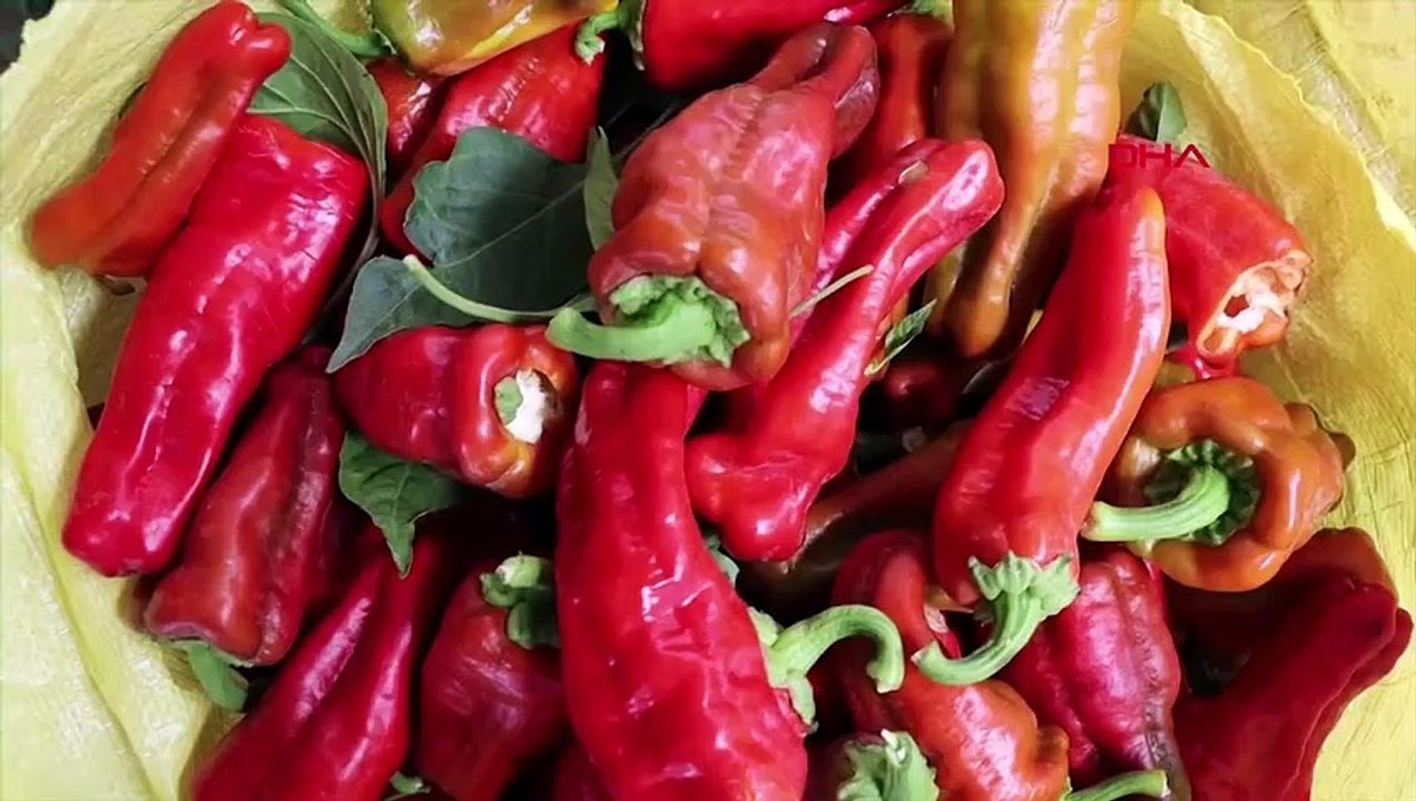 Şanlıurfa'da Biber Hasadı Sonrası İsot ve Salça Üretimi - Dailymotion Video