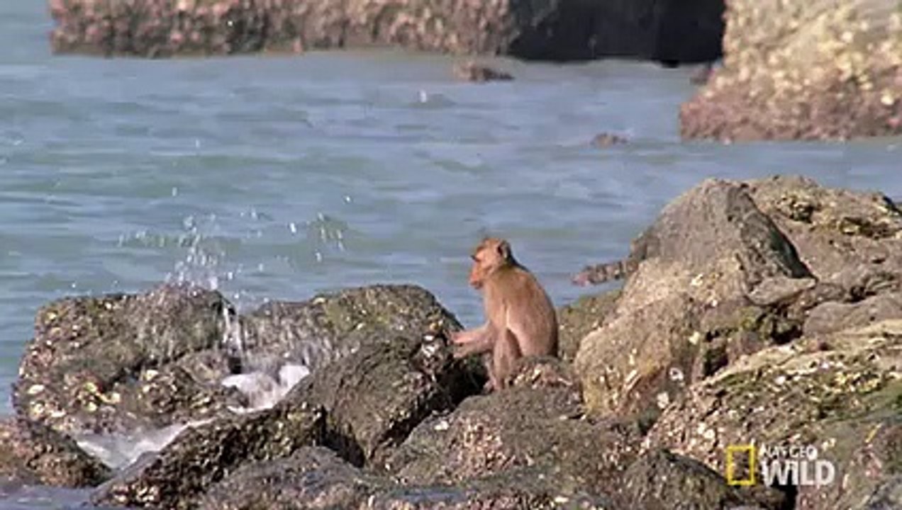 The Life of a Seaside Monkey Wild Thailand - video Dailymotion