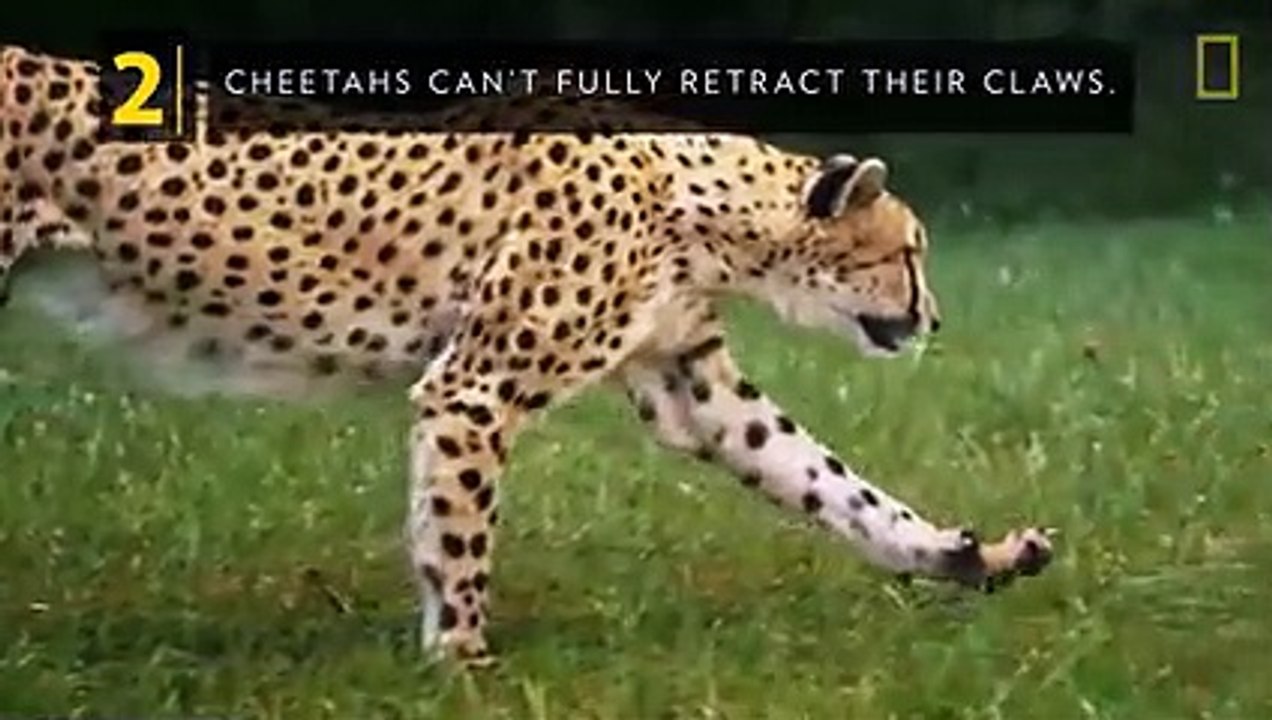 Cheetahs 101 Nat Geo Wild - video Dailymotion
