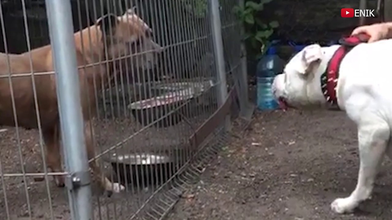 Pitbull VS Dogo Argentino Real Fight - Dogo Argentino VS Pitbull ...