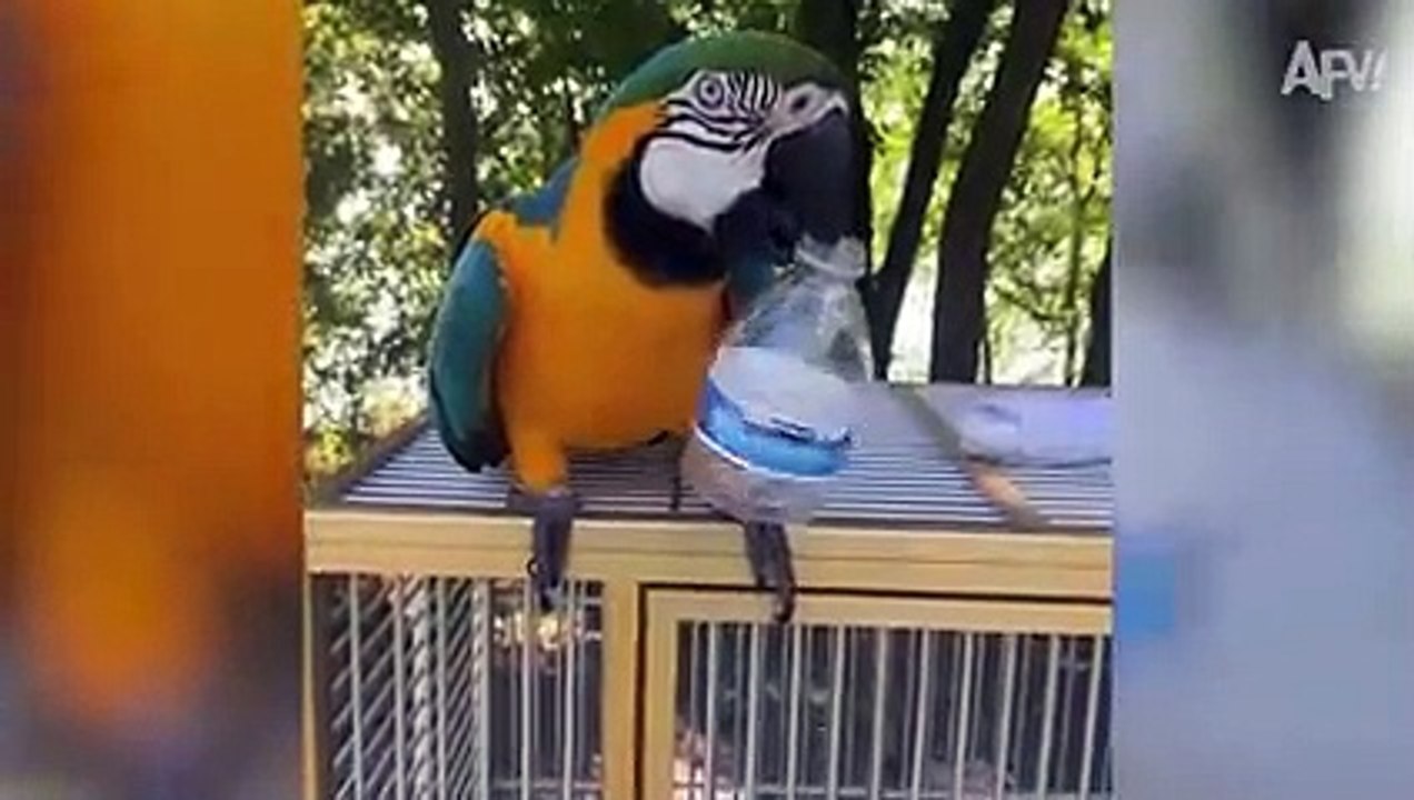 Sorry, NOT SORRY! - EPIC BIRD FAILS Funny Animal Fails Of The Week AFV ...