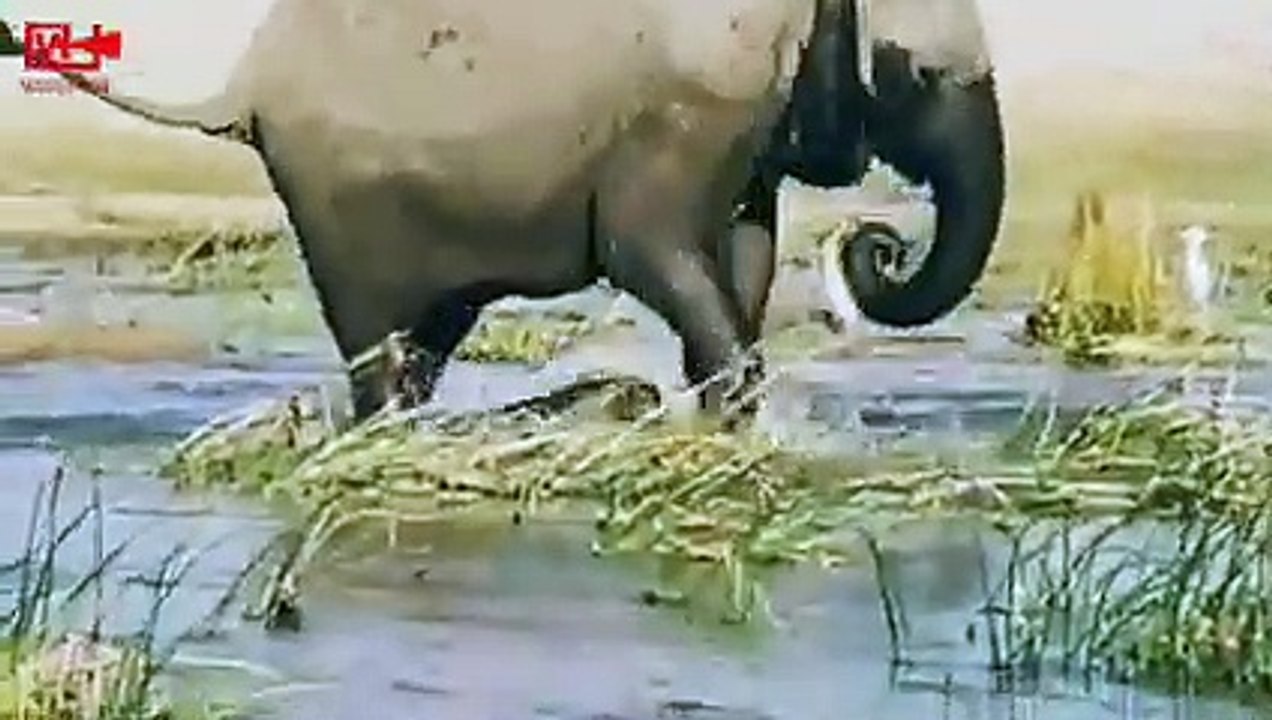 Elephant Destroying Crocodile Angry Elephant Attack Crocodile Crocodile ...