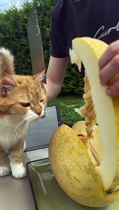 Curious Cat Eats a Melon - video Dailymotion