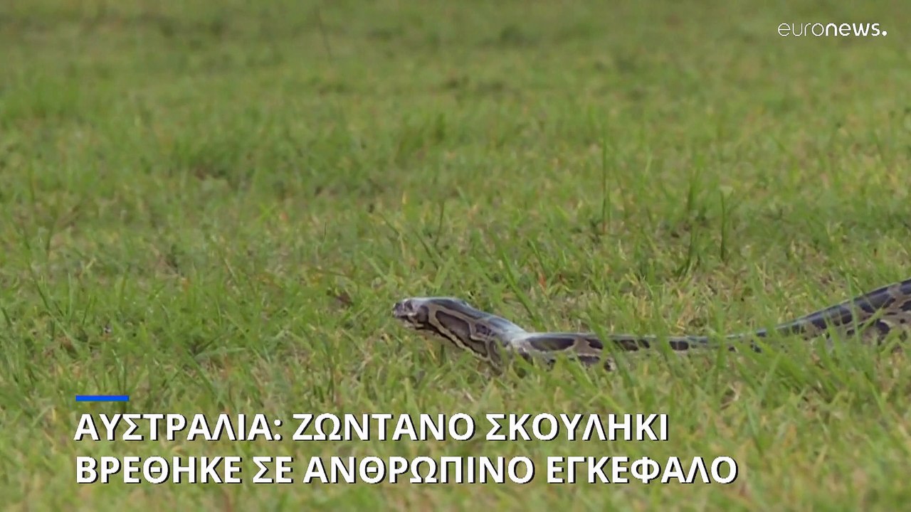 Αυστραλία: Ζωντανό σκουλήκι βρέθηκε σε ανθρώπινο εγκέφαλο - video ...