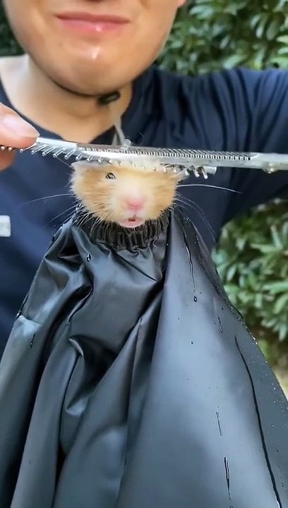 Mickey mouse haircut at salon - video Dailymotion