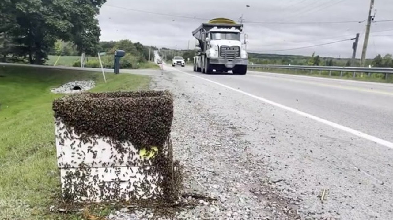 Five million bees fall off truck near Toronto after vehicle ‘takes a ...