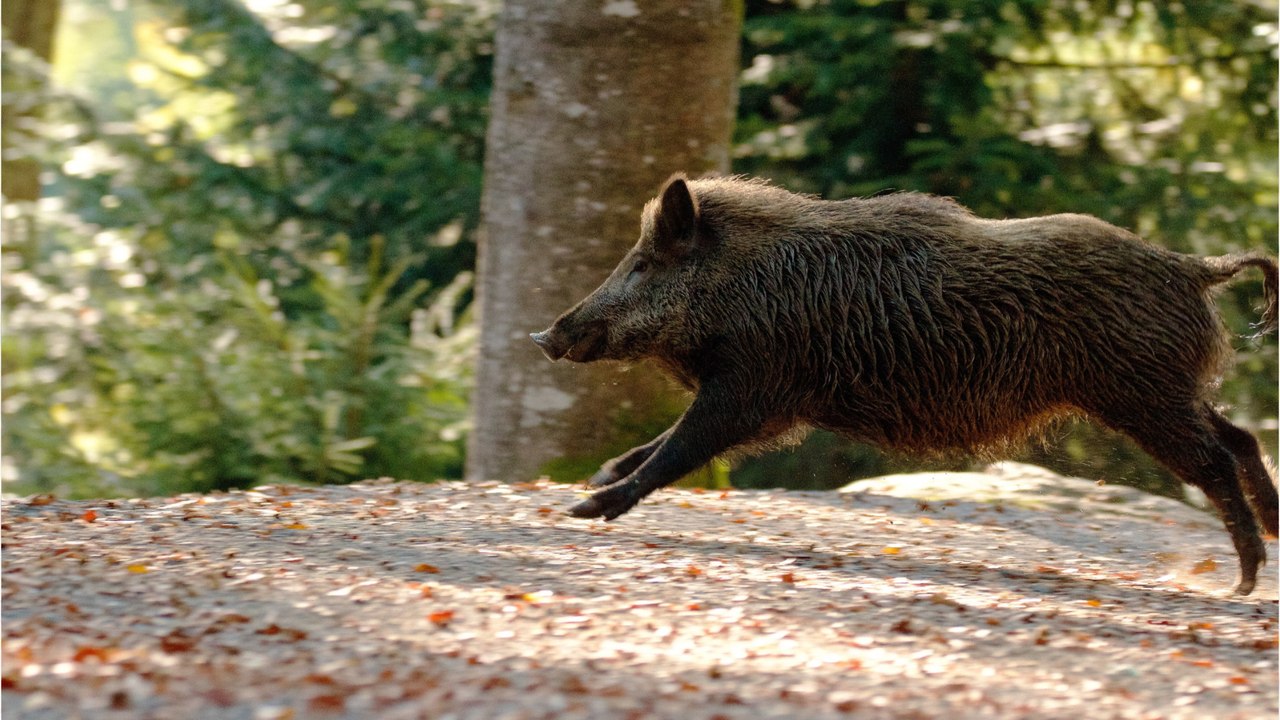 Shocking origin of Europe's radioactive wild pigs revealed, and it's ...