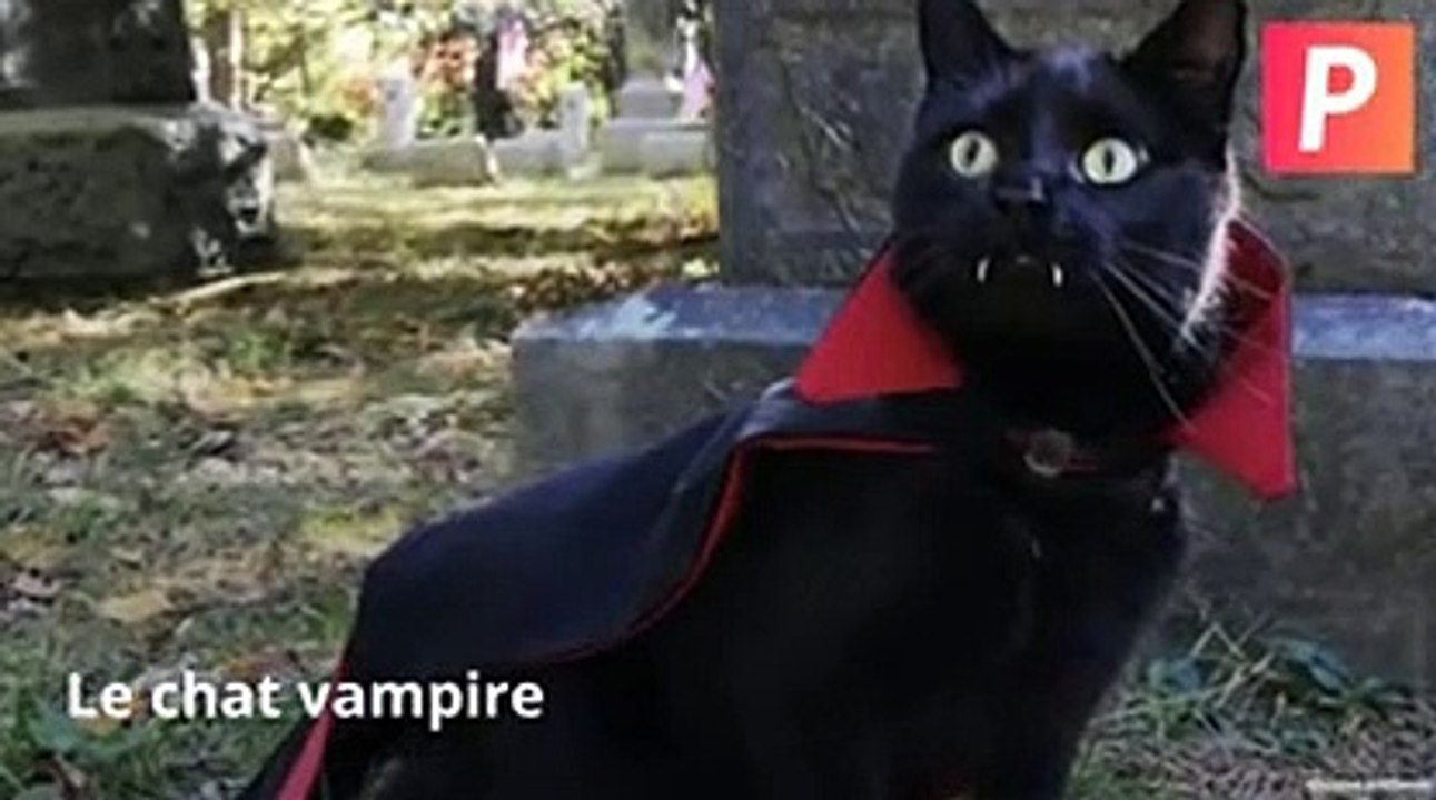 INSTACUTE : Le chat vampire - Vidéo Dailymotion