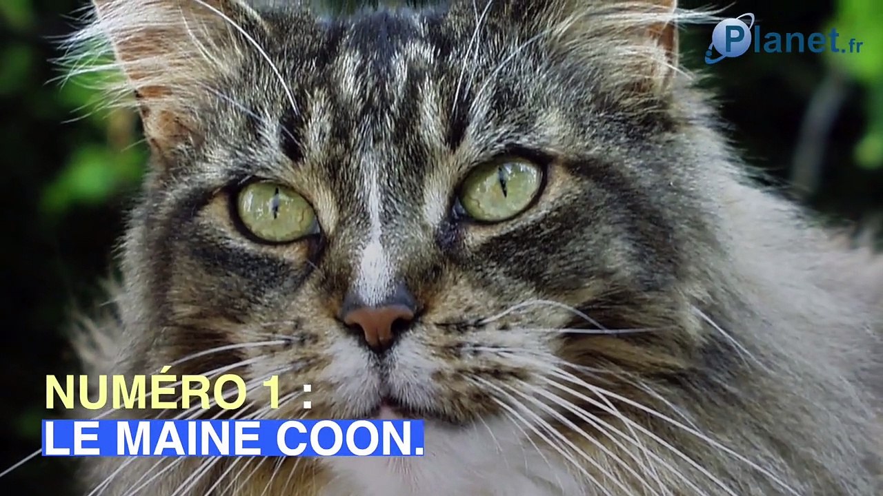 Les 10 races de chats préférées des Français - Vidéo Dailymotion