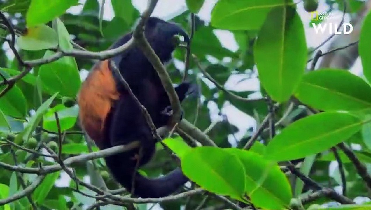 Le capucin à face blanche, primate le plus intelligent du Costa Rica ...