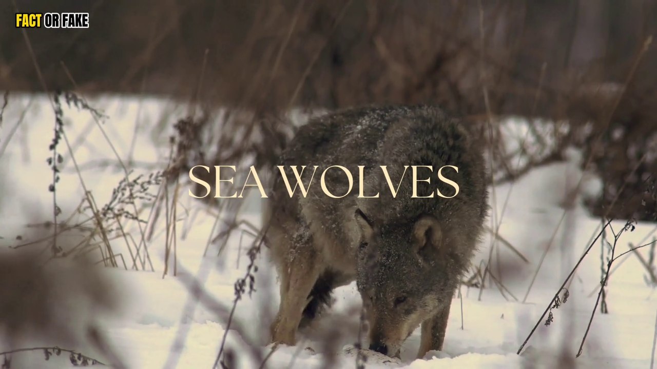 The coastal wolves have an extraordinary ability to swim across miles ...