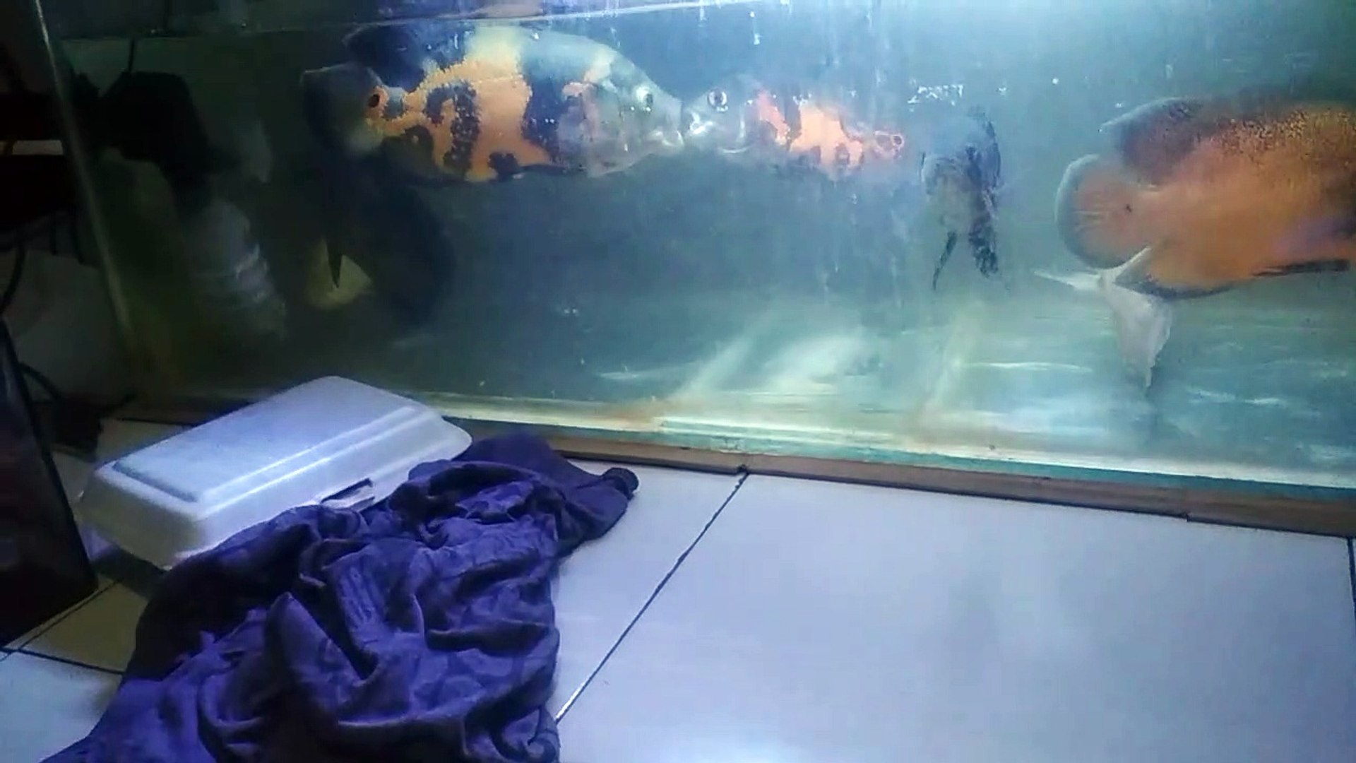 Giant Oscar Fish