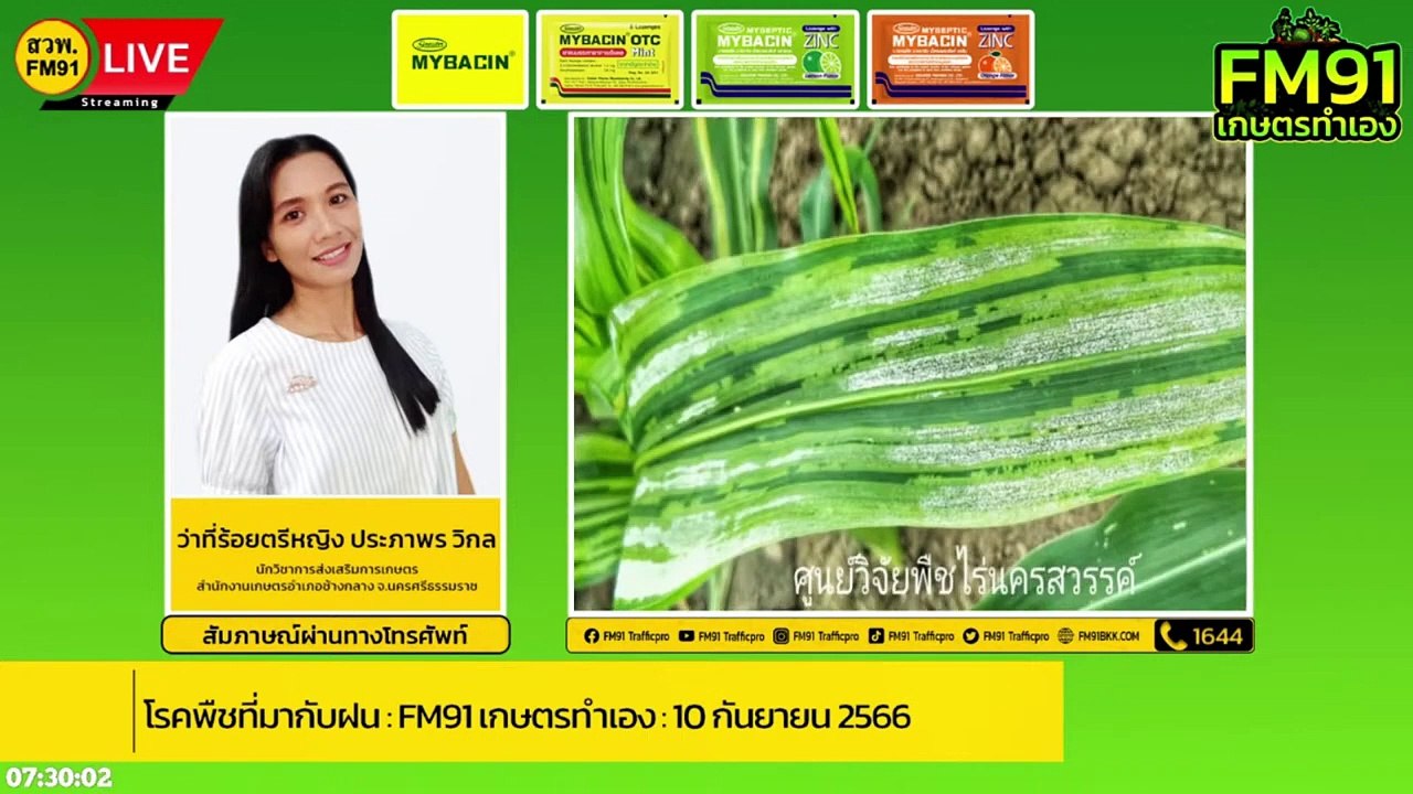 โรคพืชที่มากับฝน : FM91 เกษตรทำเอง : 10 กันยายน 2566 - video Dailymotion