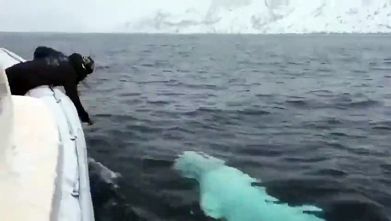 This man is playing fetch with a Beluga Whale. This is INCREDIBLE ...