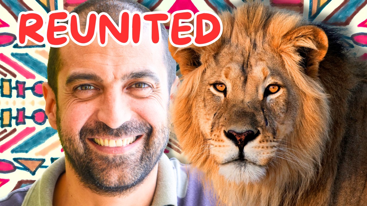 The Lion Recognizes The Person Who Saved His Life And Thanks Him In ...