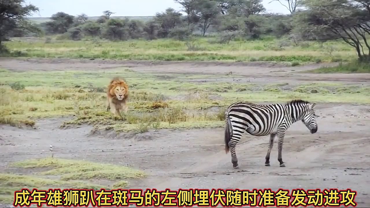 zebra cry─影片 Dailymotion