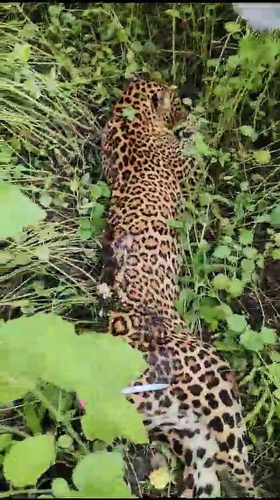 There were wounds in the leopard's stomach, insects were writhing ...
