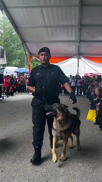 Demontrasi Pertunjukan daripada Anjing Pengesan Polis Unit K9 ...