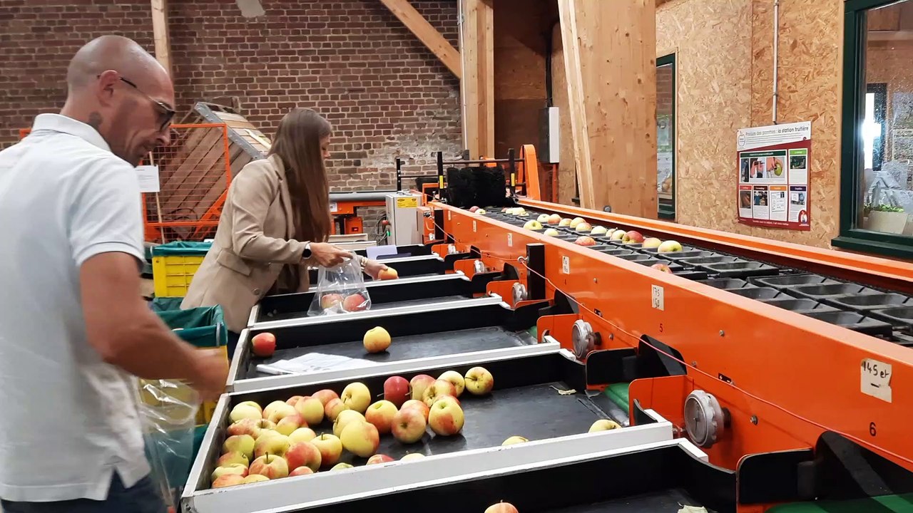 Cueillette des pommes verger d'Epinoy, la calibreuse - Vidéo Dailymotion