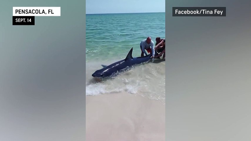 Beached mako shark rescued in Florida - TDS