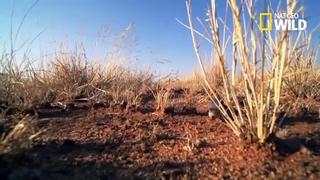 Le varan d'Australie, cousin du dragon de Komodo - video Dailymotion