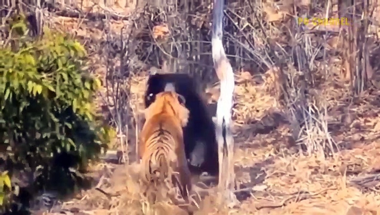 Horrible...Tiger Died Unjustly When Confronting Sharp Horned Cow ...