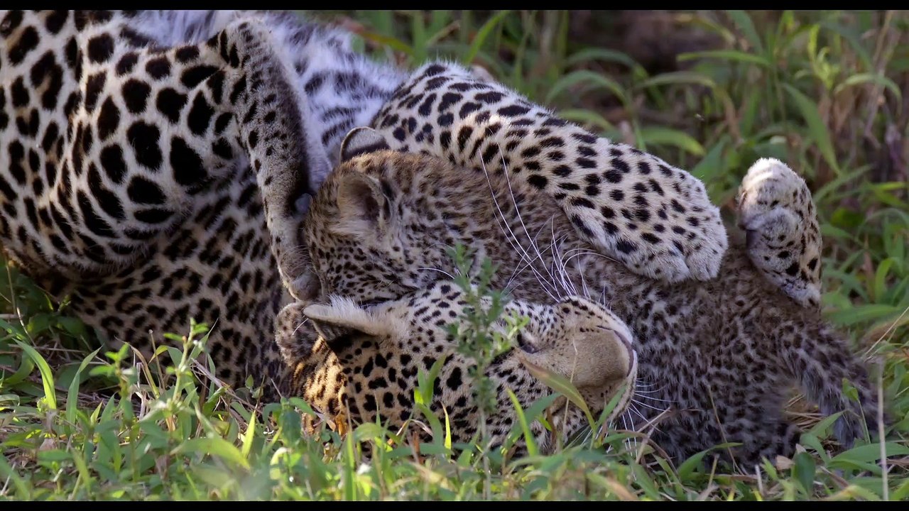 Pambara - Brauchen wir einen Boss? | movie | 2023 | Official Trailer ...