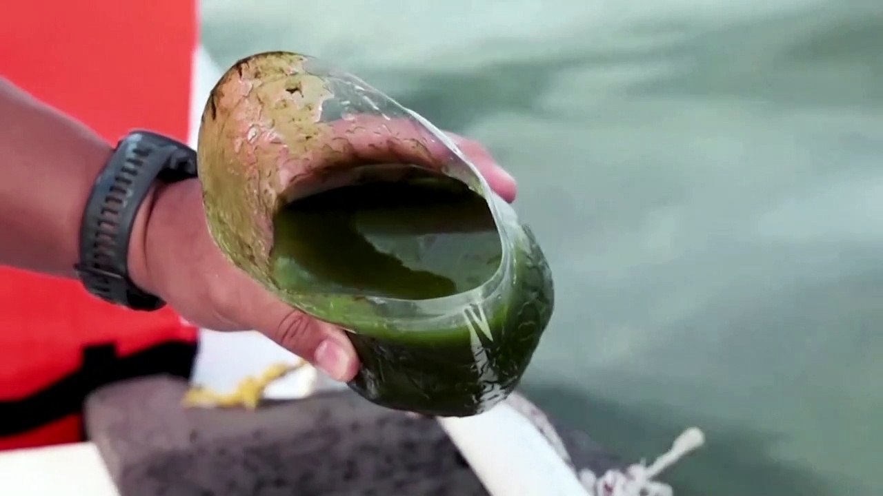 Extreme plankton bloom creates 'dead zone' off Thailand - video Dailymotion