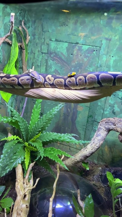 Python Flops Off Branch - video Dailymotion