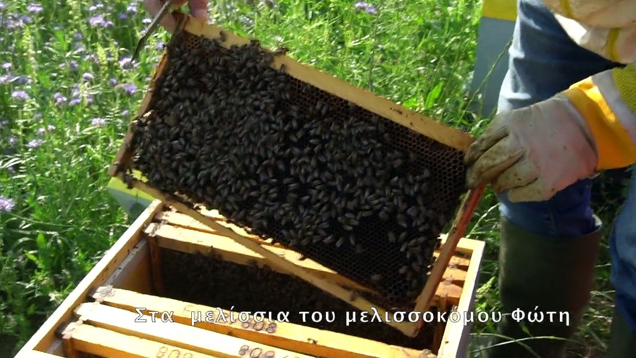 Στα μελίσσια του μελισσοκόμου Φώτη - video Dailymotion