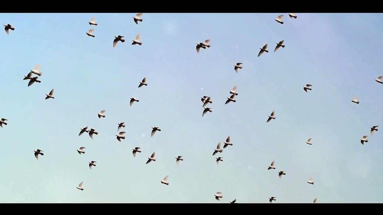 The Reasons to Let Birds Fly Free - video Dailymotion