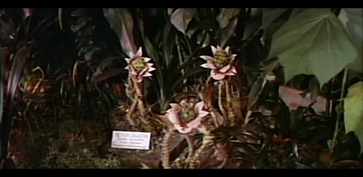 The Day of the Triffids 1962 (Sub Esp) - Vídeo Dailymotion