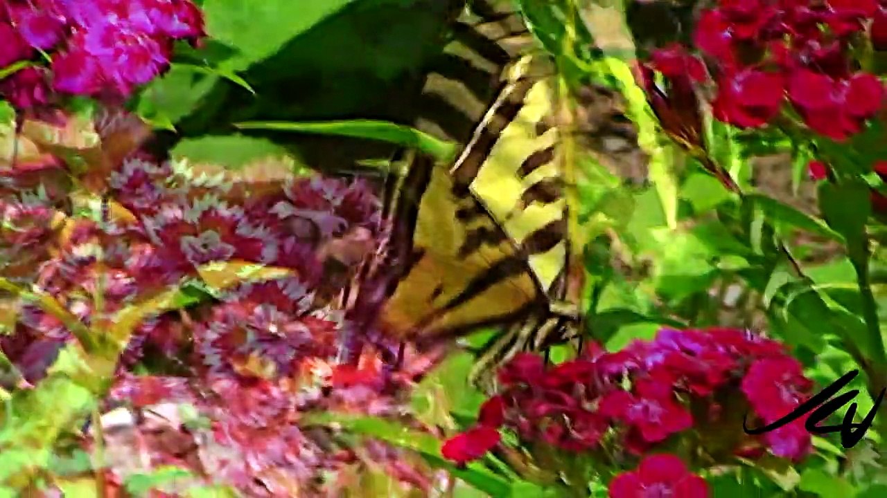 Sony 1080i HD close-ups & Macros - Nature Unleashed - - Dailymotion Video