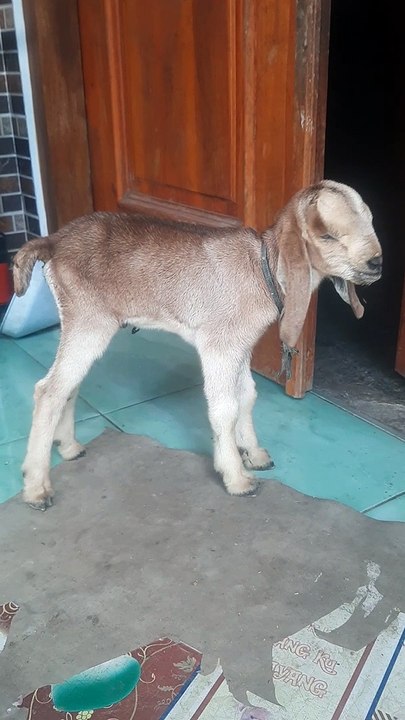 Anakan kambing super - Video Dailymotion