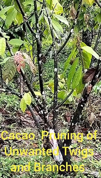 Cacao Pruning in Cacao Farm - video Dailymotion