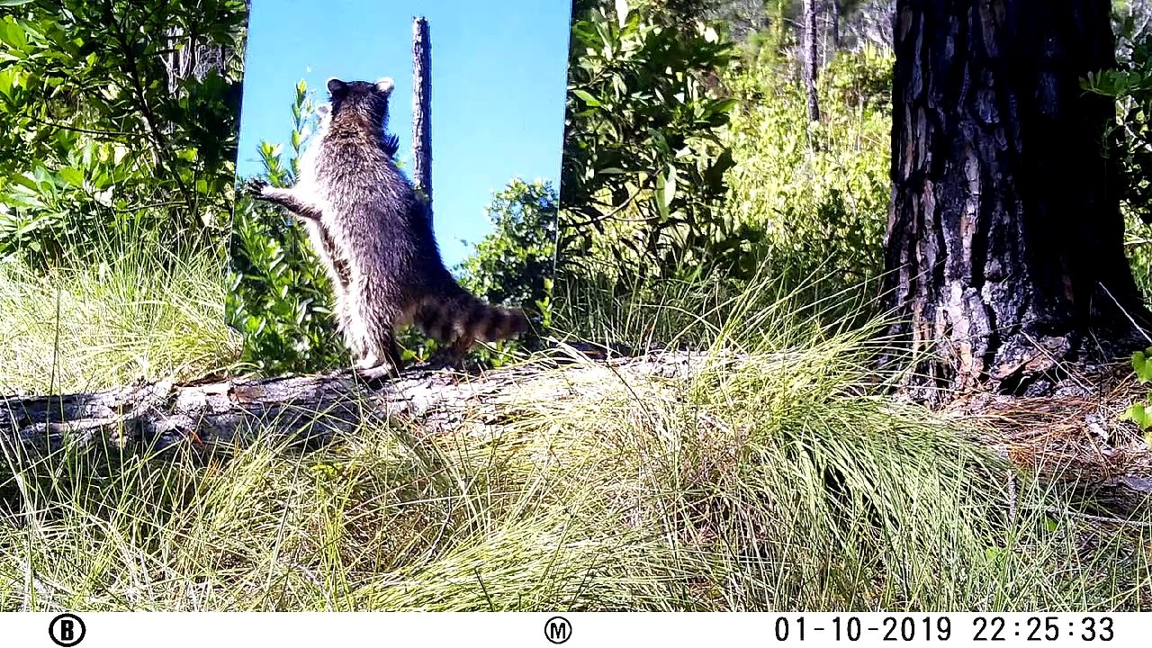 Raccoon and Coyote See Reflection - video Dailymotion