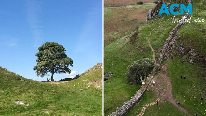 Vandals cut down Britain’s most iconic tree | Newcastle Herald ...