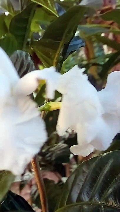 Flower #3 - Video Dailymotion