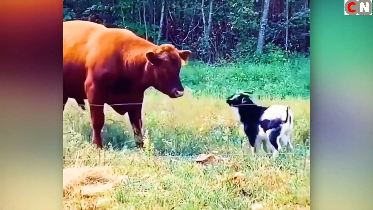 Animals Messed with the Wrong Opponent - video Dailymotion