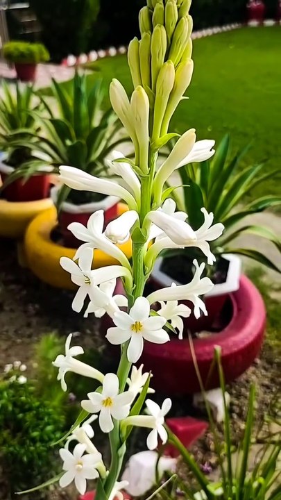 Flowers.. - video Dailymotion