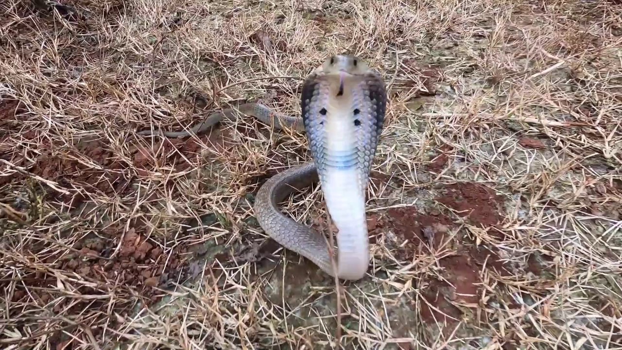 Catching the Craftiest Serpents | Snake Safari - video Dailymotion