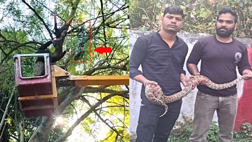 Agra: पेड़ पर छिपकर लोगों को आते-जाते देख रहा था विशालकाय 'अजगर', Video ...