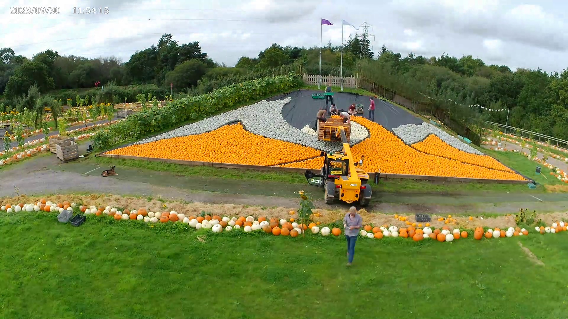 Time lapse of Nightmare Before Christmas pumpkin display at Sunnyfields ...