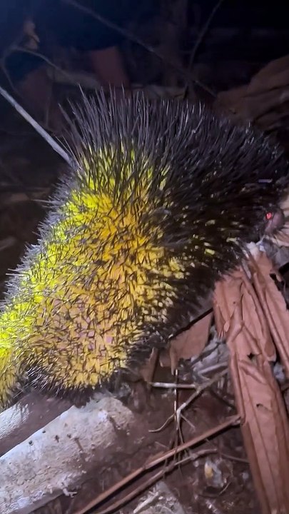 Bright Yellow Porcupine Spotted in Amazon Jungle - video Dailymotion